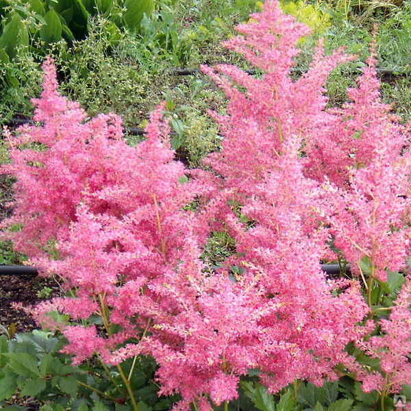 Астильба Фрея (Freya) 2л купить за 650 руб./шт. в Санкт-Петербурге от ...